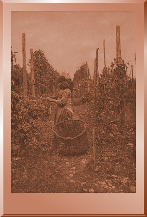 Hop Pickers - Puget Sound - The Curtis Gallery
