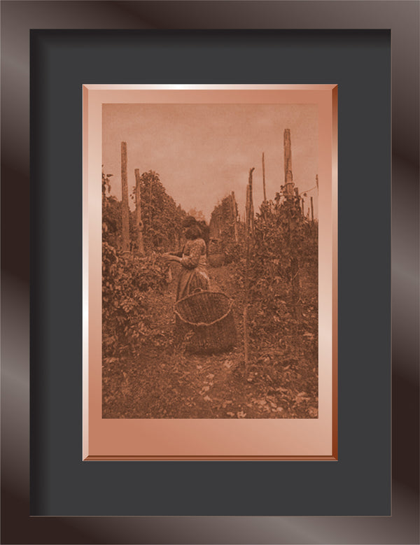 Hop Pickers - Puget Sound - The Curtis Gallery